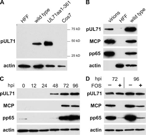 Characterization Of Hcmv Pul71 By Western Blot Analysis In Infected And