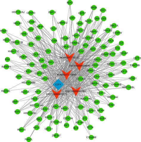 Frontiers Identification Of Lncrna And Mrna Regulatory Networks