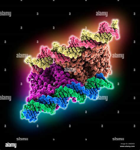 Molecular Model Of The Homo 2 Mer Transcriptional Repressor Mce3r From Mycobacterium