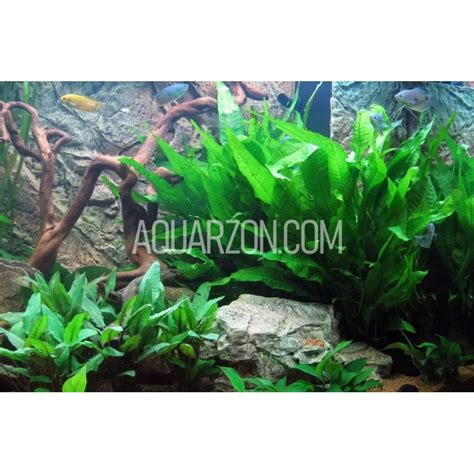 Java Fern M L Around 15cm