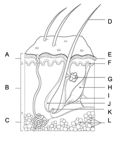 Skin Structure Diagram Quizlet