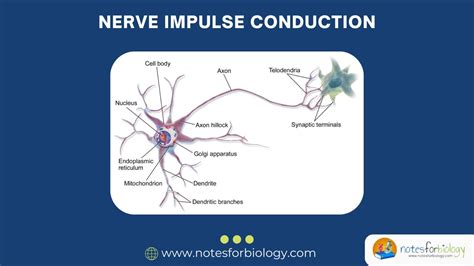 Nerve Impulse Conduction Best Biology Notes Reference