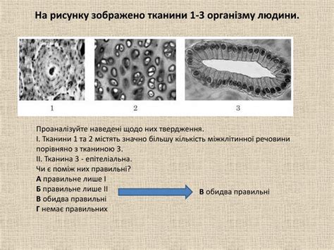 Будова тіла людини Підготовка до ЗНО з біології