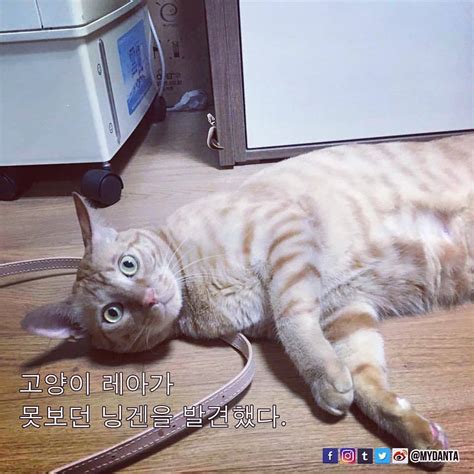 미스터콩 의 그림일기 친구집 에 놀러 갔다가 만난 고양이 낯선 닝겐의 등장에 눈이 똥그래졌다 Webcomic Comic Mrkong Cartoon