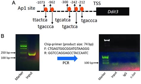 C Junap 1 Binds To The Mouse Ddit3 Promoter Region In Movas Cells A Download Scientific