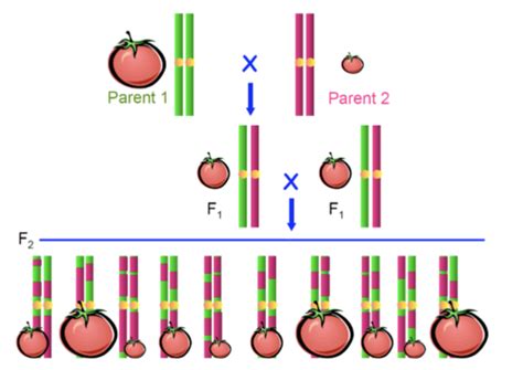 Lecture Genetic Mapping Complex Traits Flashcards Quizlet