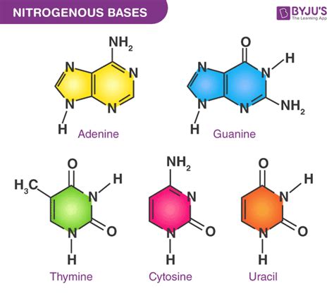 Symbols Of The Nucleotides