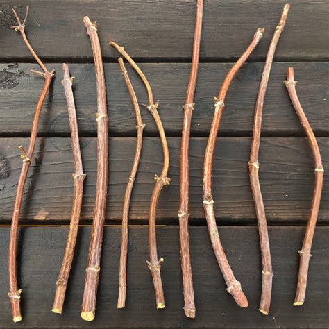The Wisdom Of Elder — Vesper Meadow Education Program