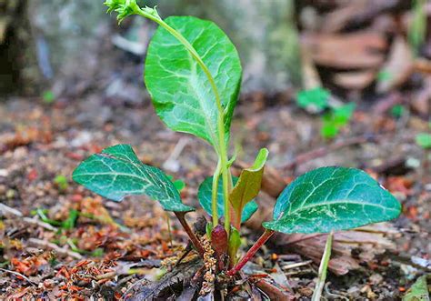 イチヤクソウの育て方と薬効など植物の特徴をわかりやすく解説