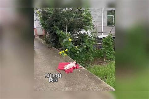 妈妈带刚满月的宝宝第一次回娘家，“放在路上被外公捡回去”