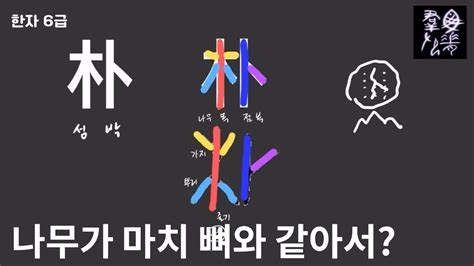 나무가 마치 뼈와 같아서 그림으로 한자공부 [성 박 朴] 어이없는 한자 Youtube