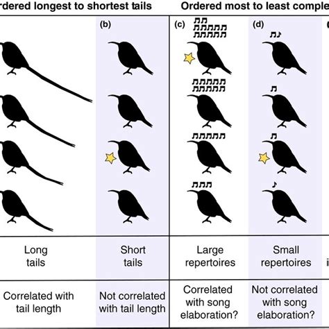 Schematic Of Traits That May Predict The Presence Of Sexual Selection Download Scientific