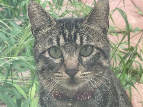 赤い首輪のキジトラ見かけました