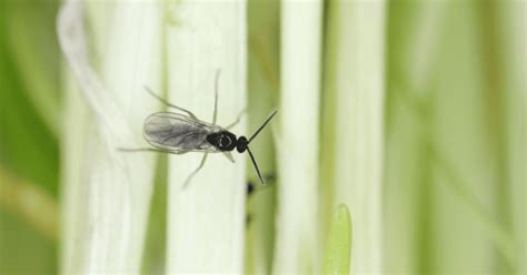 Gnats VS Fleas Comparison Key Differences Explained
