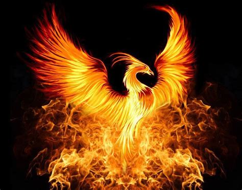 Phoenix Tattoo Phoenix Images Phoenix Artwork