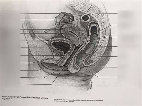 Female Reproductive System Diagram Quizlet