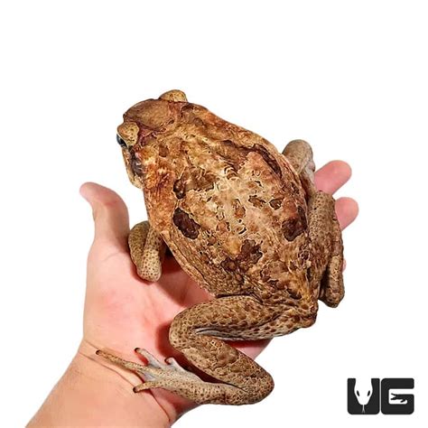 South American Giant Marine Toad For Sale Underground Reptiles