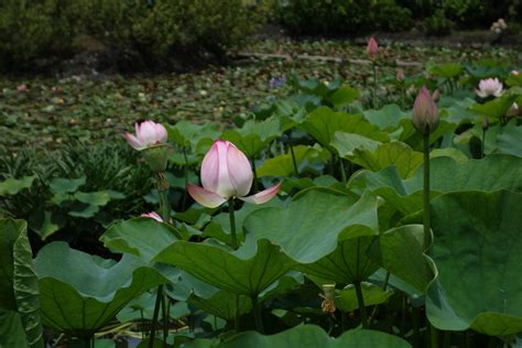 무료 이미지 꽃잎 봄 공원 식물학 정원 신성한 연꽃 수생 식물 플로라 야생화 로터스 아룸 꽃 피는 식물