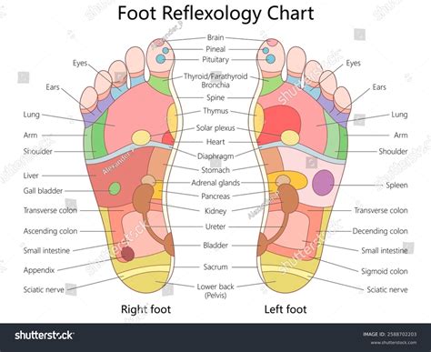 Foot Reflexology Chart Illustrating Pressure Points Stock Vector