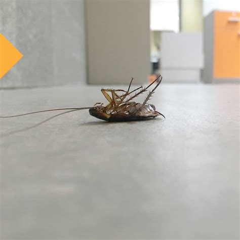 Pest Control Learn More About Our Services Daves Pest Control