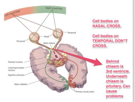 Visual Processing Flashcards Quizlet