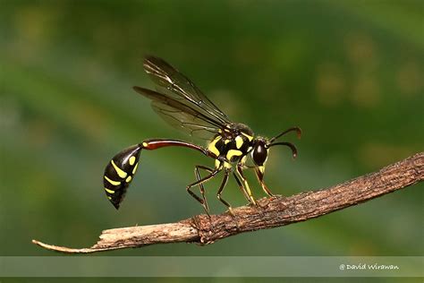 Hover Wasp Eustenogaster Hauxwelli Singapore Geographic