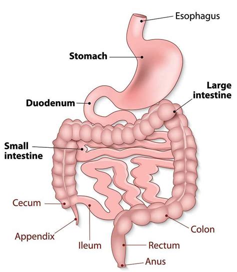 Parts Of The Large Intestine Diagram
