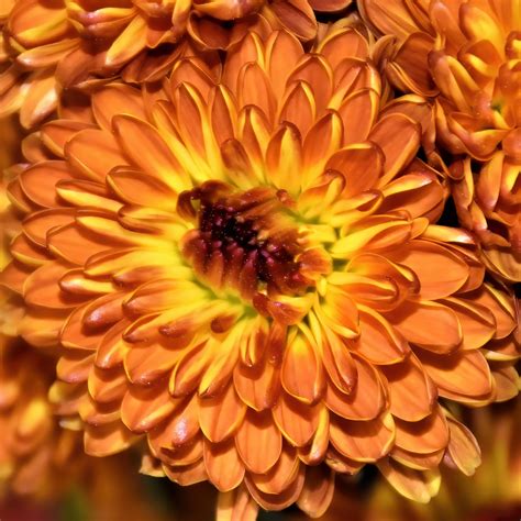 Chrysanthemum Flower Edible At Mario Wall Blog Chrysanthemum Flower Edible At Mario Wall Blog