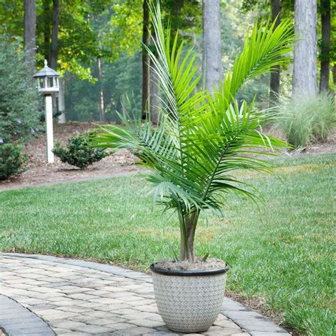Majesty Palm Care Indoors 11 Easy Steps To Ravenea Rivularis Care