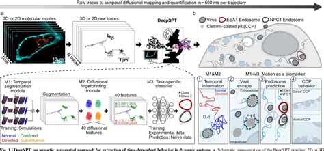 Figure 1 From Deep Learning Assisted Single Particle Tracking For Automated Correlation Between