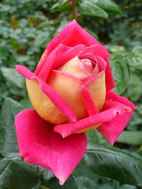 Image Of Natural Rose Flower Infoupdate Org