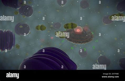 Cell Nucleus Cytoplasm Stock Videos Footage HD And 4K Video Clips Alamy