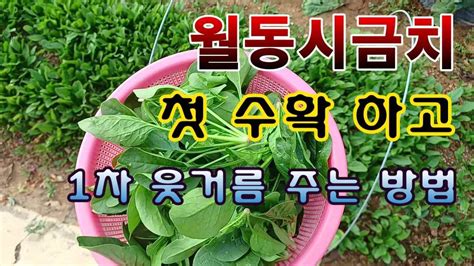 텃밭농부 1730 월동시금치 첫 수확을 하고 1차 웃거름 주는 방법 시금치재배 월동시금치 Youtube