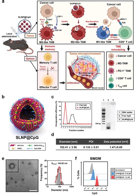 Synthesis And Characterization Of Cpg Odn‐encapsulating Slnps A Download Scientific Diagram