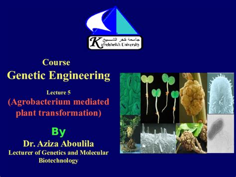 Agrobacterium Mediated Plant Transformation