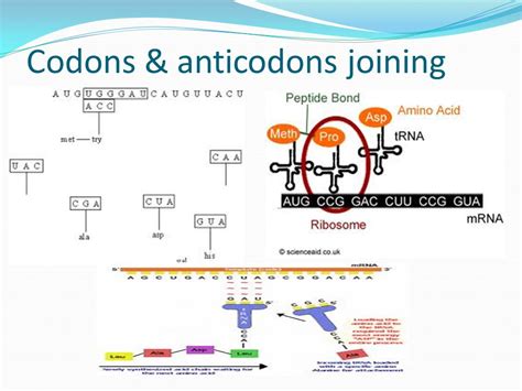 From Genes To Proteins Transcription In Prokaryotes Simple Process No