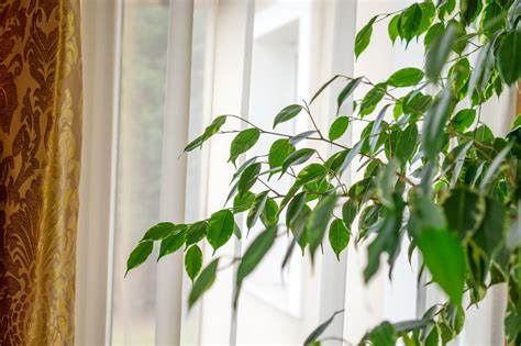 Are Fig Plants Poisonous To Cats Separating Fact From Fiction Cat Bytes