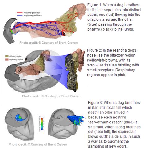 Dog Olfactory Receptors