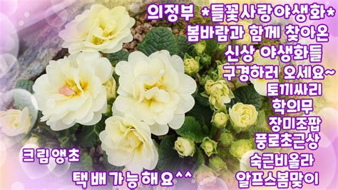 의정부들꽃사랑야생화에는 봄꽃사랑이 한가득 피어 있어요토끼싸리학으무자주초롱장미조팝대만꿩의다리풍로초근상~ Youtube