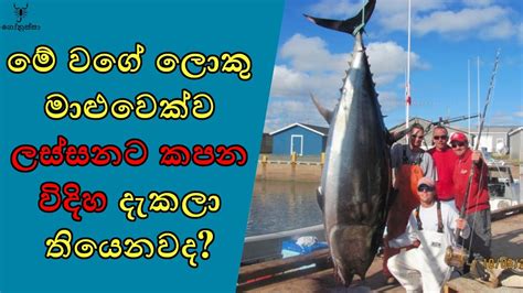 මාළු කපන විදිහ බලන්න කැමති කට්ටිය වෙනුවෙන් Youtube