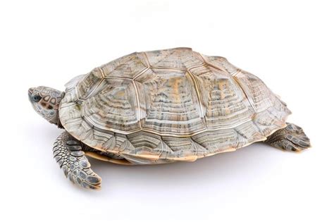 Empty Turtle Shell Isolated On White Backgrounddifferent Lines