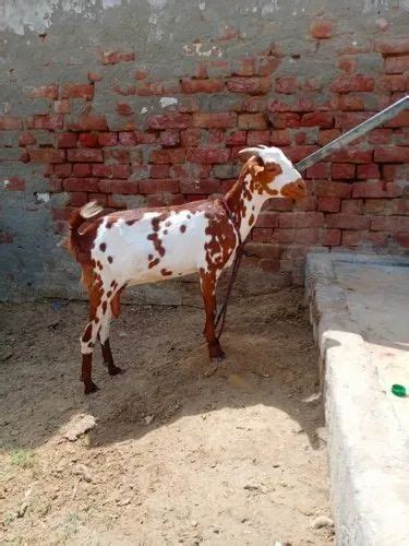 Brown Unisex Indian Sirohi Goat Weight 20 25 Kg 6 8 Years At Rs