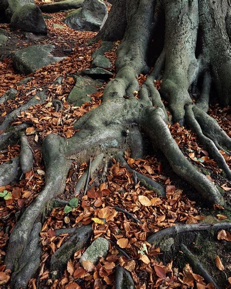 Tree Roots Of A Beech Tree Photograph By Adrian Bicker Fine Art America