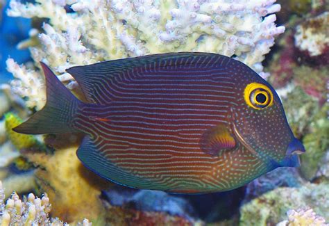 Kole Yellow Eye Fish
