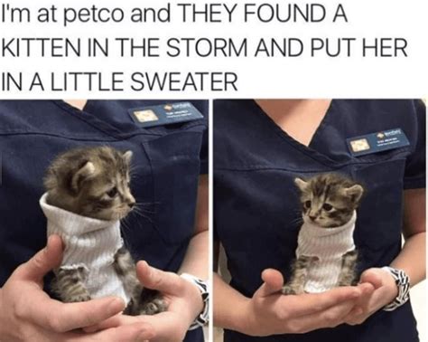 Cute Overload Album On Imgur