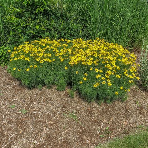 Threadleaf Coreopsis Coreopsis Verticillata Garden Tutor