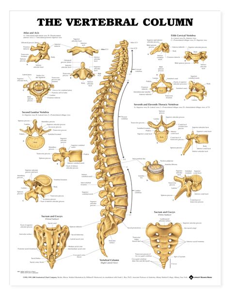 The Vertebral Column Anatomical Poster Physio Needs