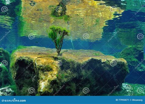 Underwater Bush Stock Image Image Of Rays Aquarium 77993071