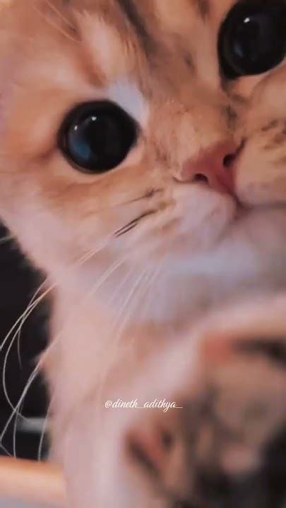 පූසා😍 Youtube