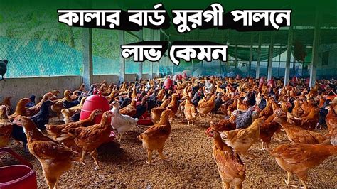 কালার বার্ড মুরগী পালনে লাভ নাকি ক্ষতি।। মুরগী লালন পালন পদ্ধতি।bd Poultry Farm Youtube